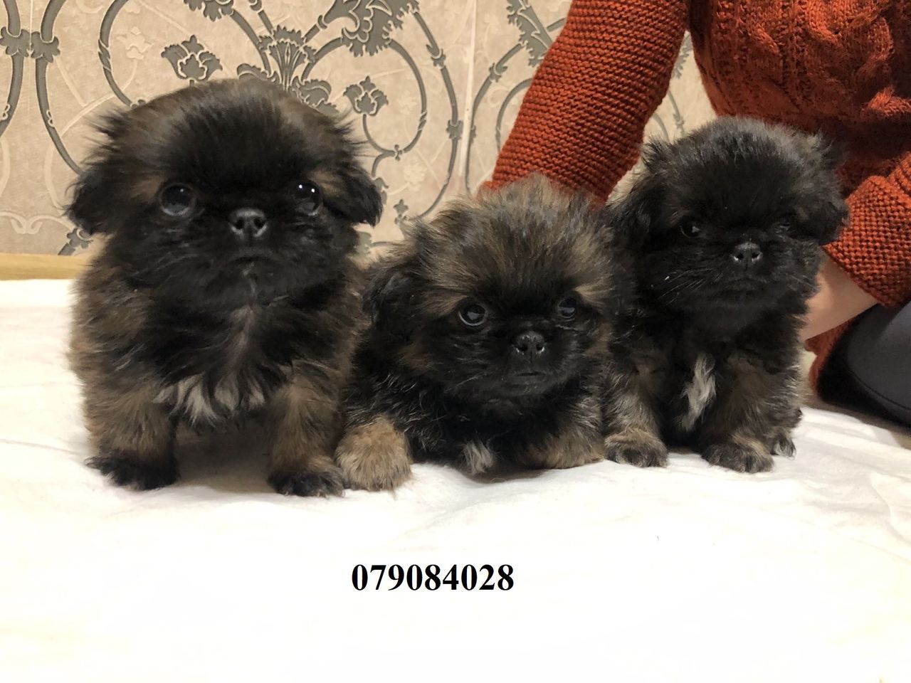 Pechinez/ Пекинес