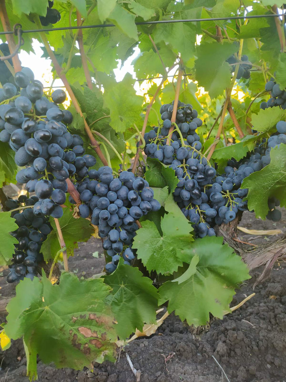 Vind struguri Moldova