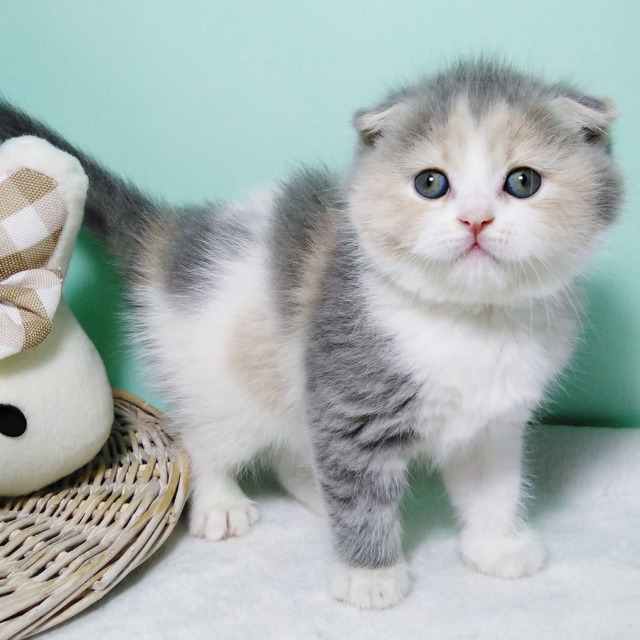 Scottish calico diluito
