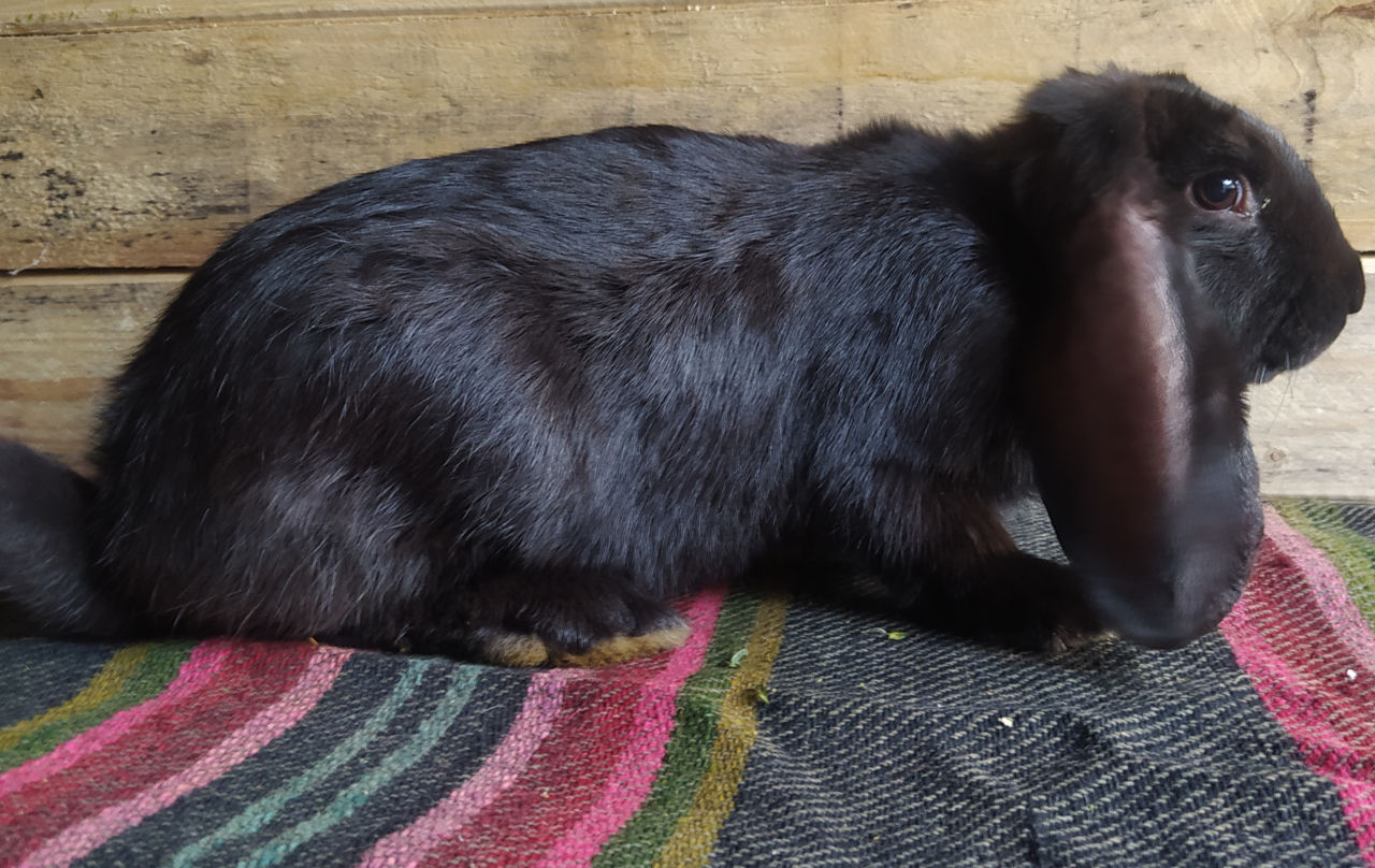 Iepuri berbec german