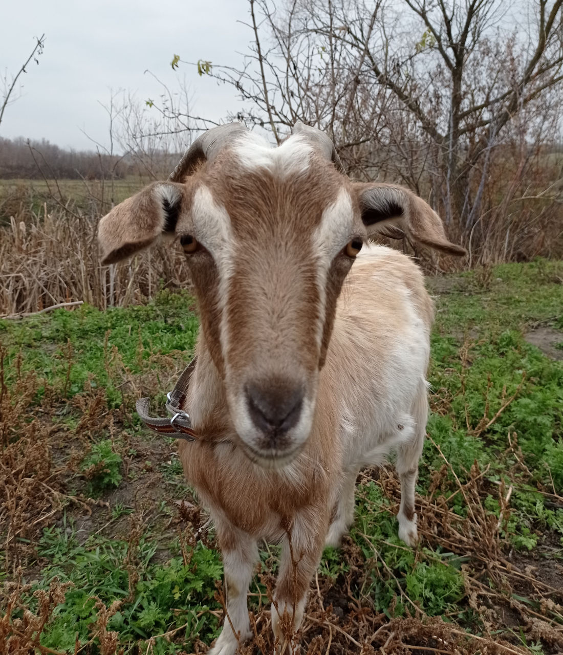 Capra de rasa Toggenburg