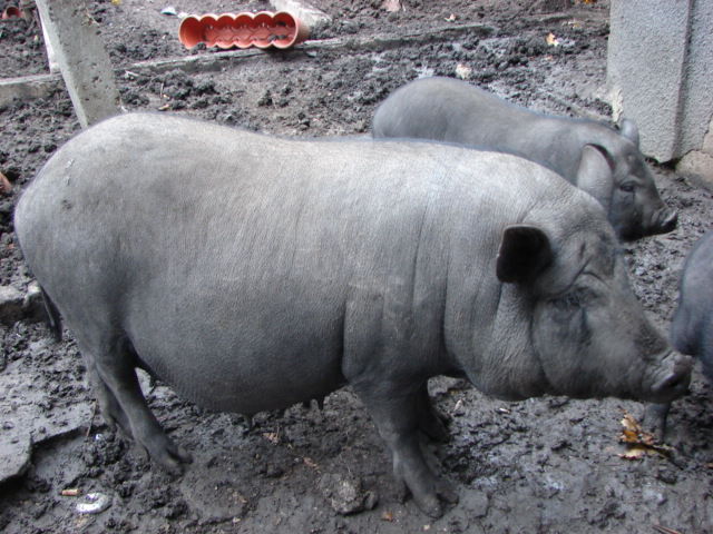 Vindem porci vietnameji de urjenta, plecam din tara