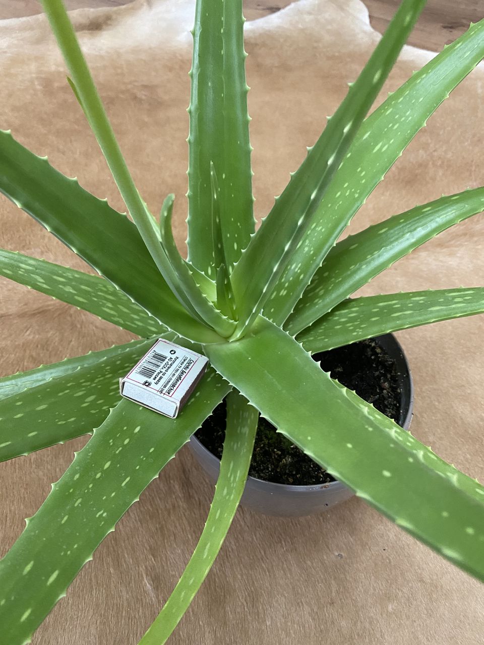 Aloe vera