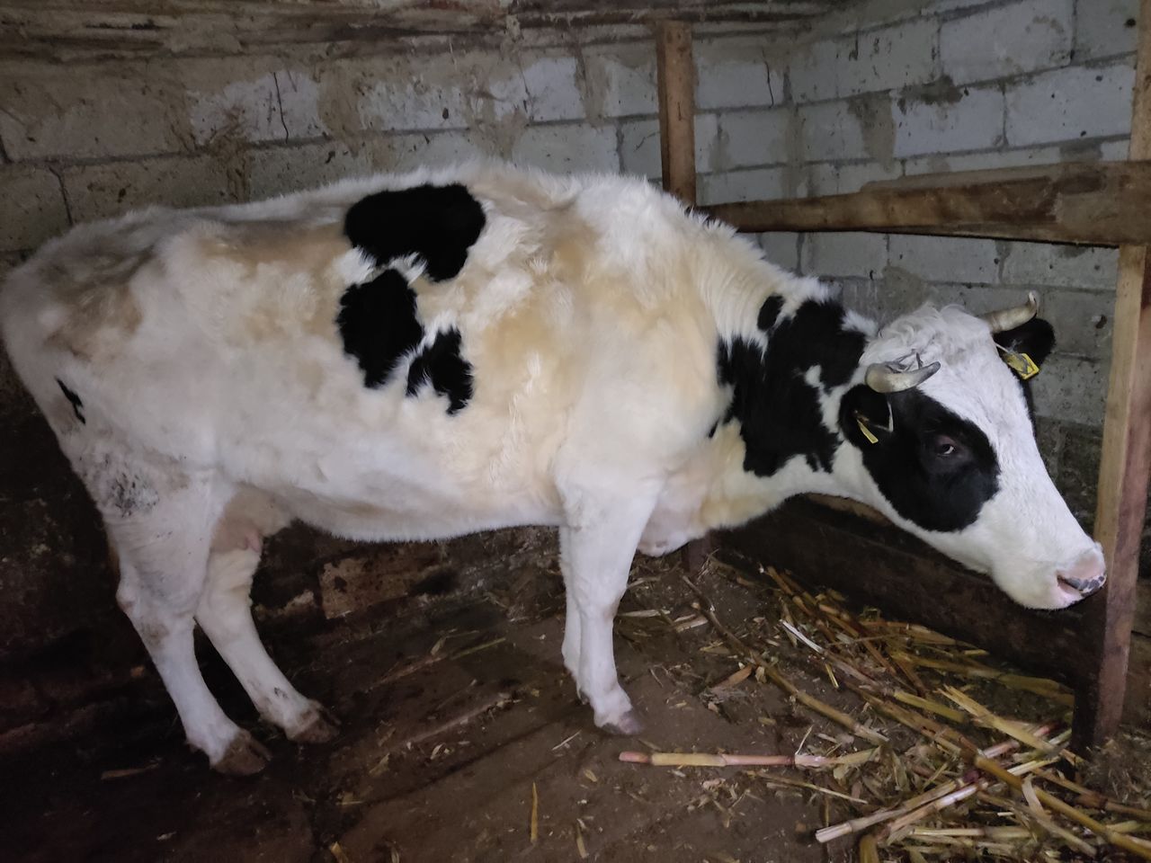 Vind Vaca a fata al 3 vitel