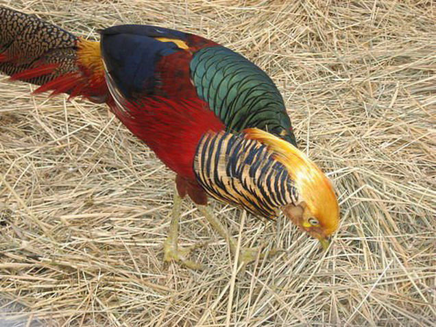 Cumpar pasari si animale exotice, pentru minizoo. Fazani (diferite specii), gaini (Diferite specii)