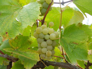 Vind Poama de Vin Fraga Alba