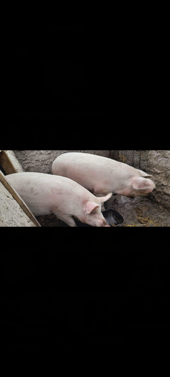 Vînd porci de casă