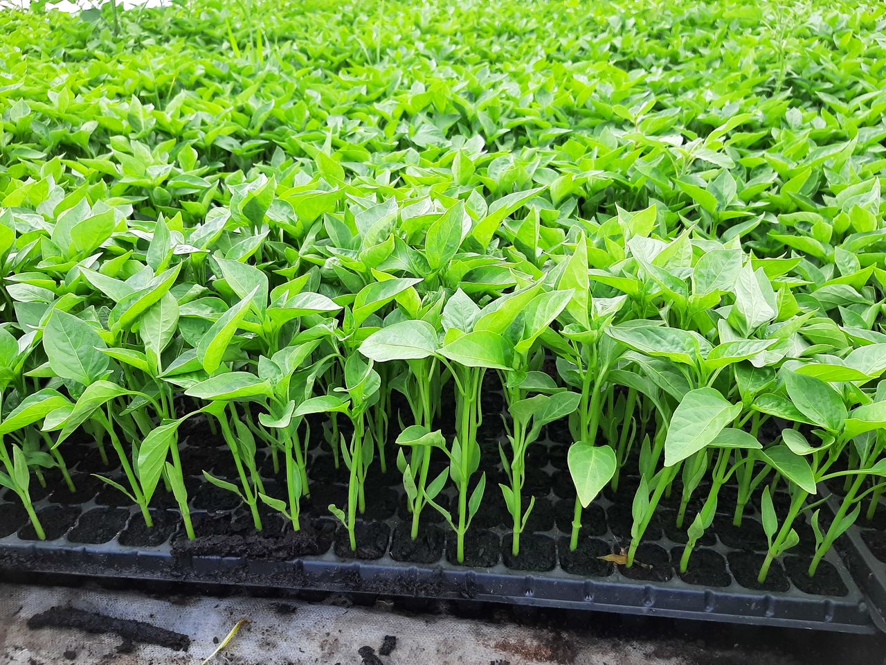 Rasad de ardei si rosii