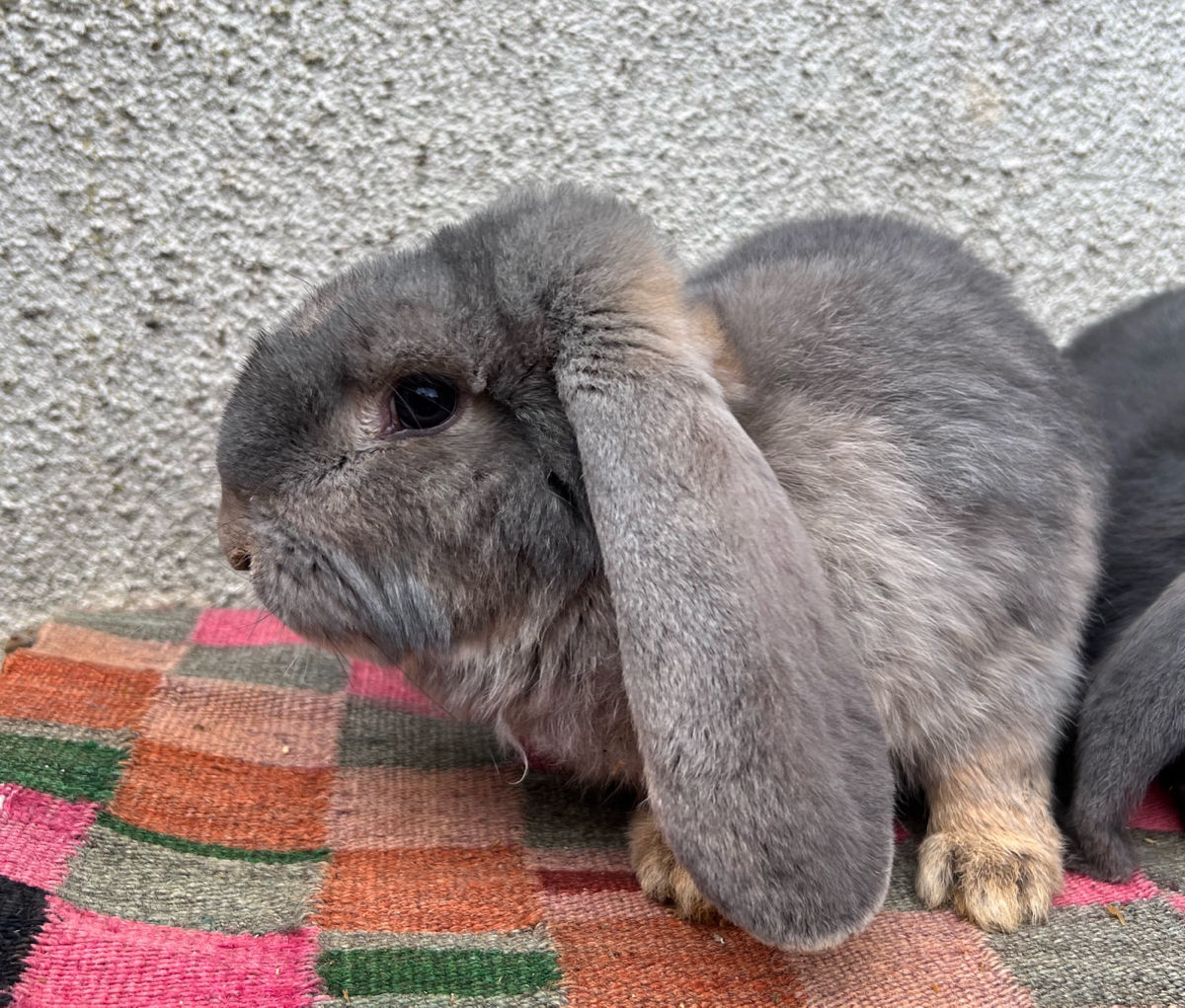 Iepuri Berbec German