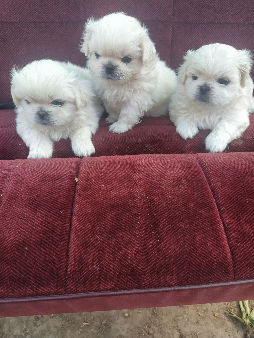 Vind cătelusi pechinez