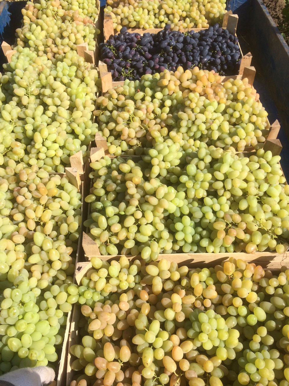 Struguri codreanca si prezentabil