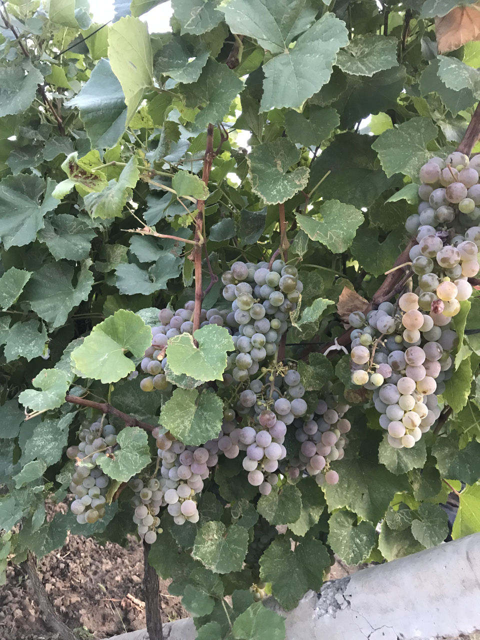 Poama pentru vin Cuderca