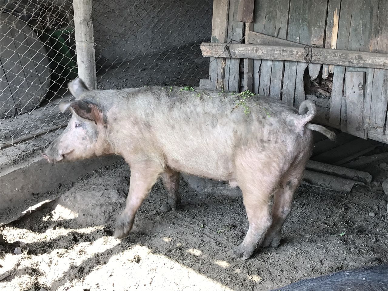 Porci de casa