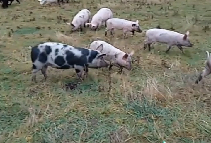 Vînd 7 purcele si un porc de la 40 pina la 70 kg