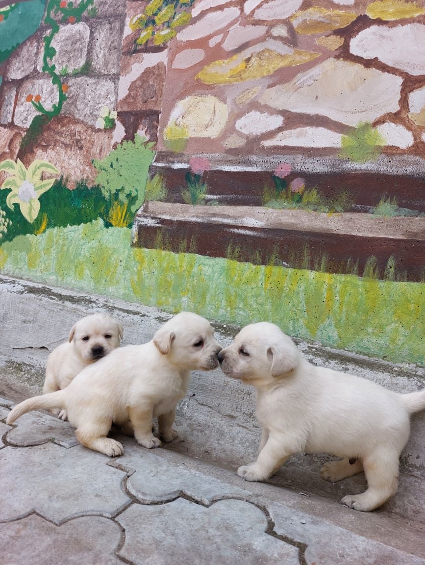 Vindem Labradori de rasa pura