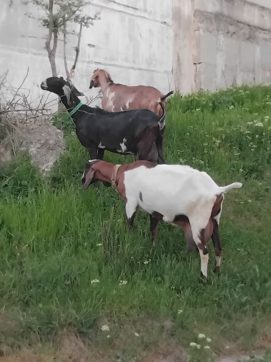 Capre anglonubiene super