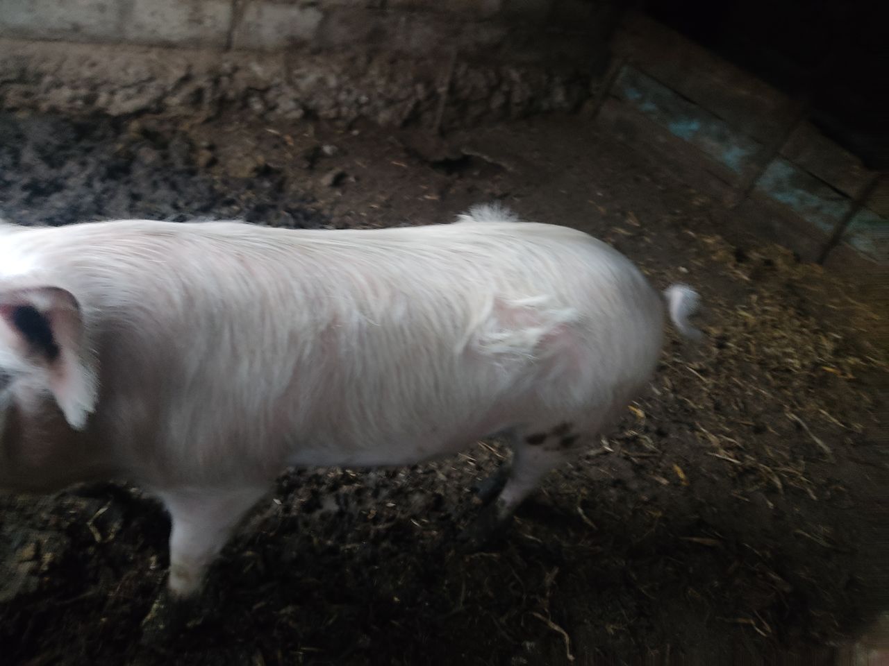 Vind purcel la carne