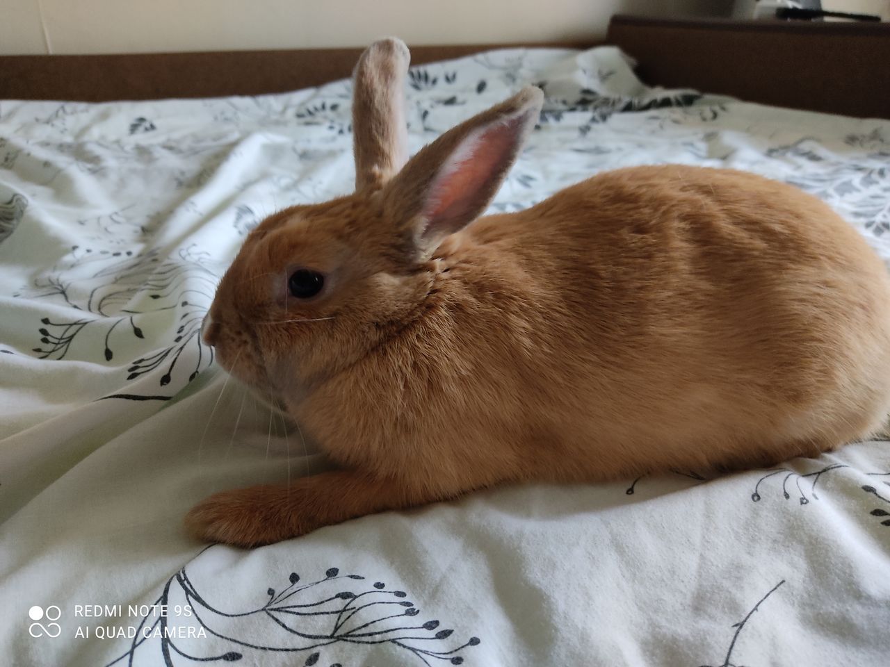 Vând iepure de rasă Rex