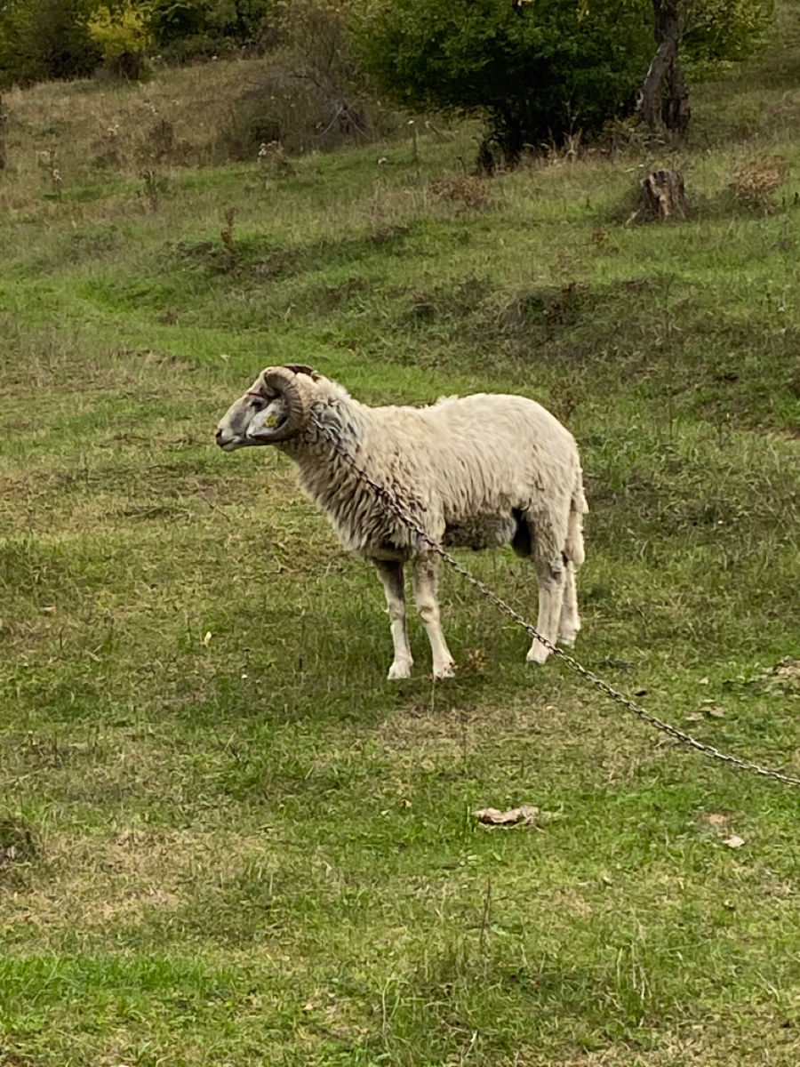 Vând berbec și vițel
