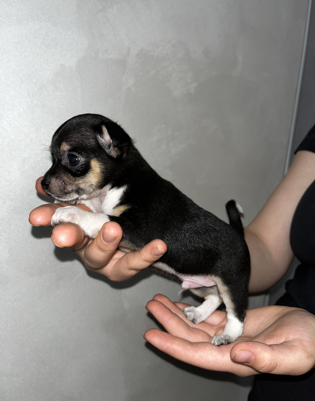 Cățel Chihuahua (mini)