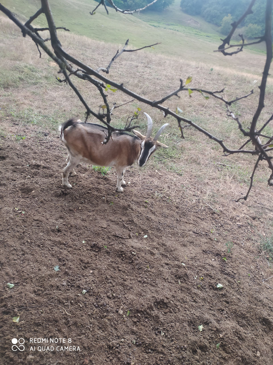 Vând 4 capre la carne