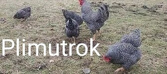 vind pui viandot sunt de primavara asta cine doreste sa cumpere ...