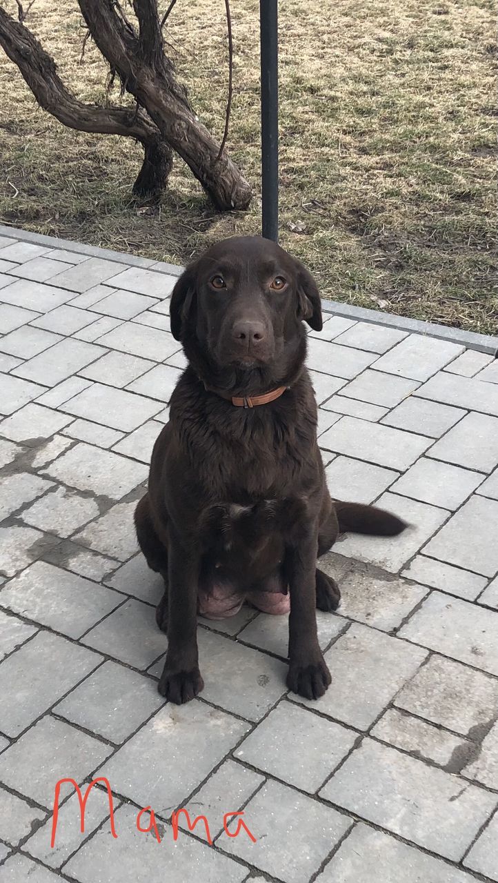 Catel de labrador!!! лабрадор 100€