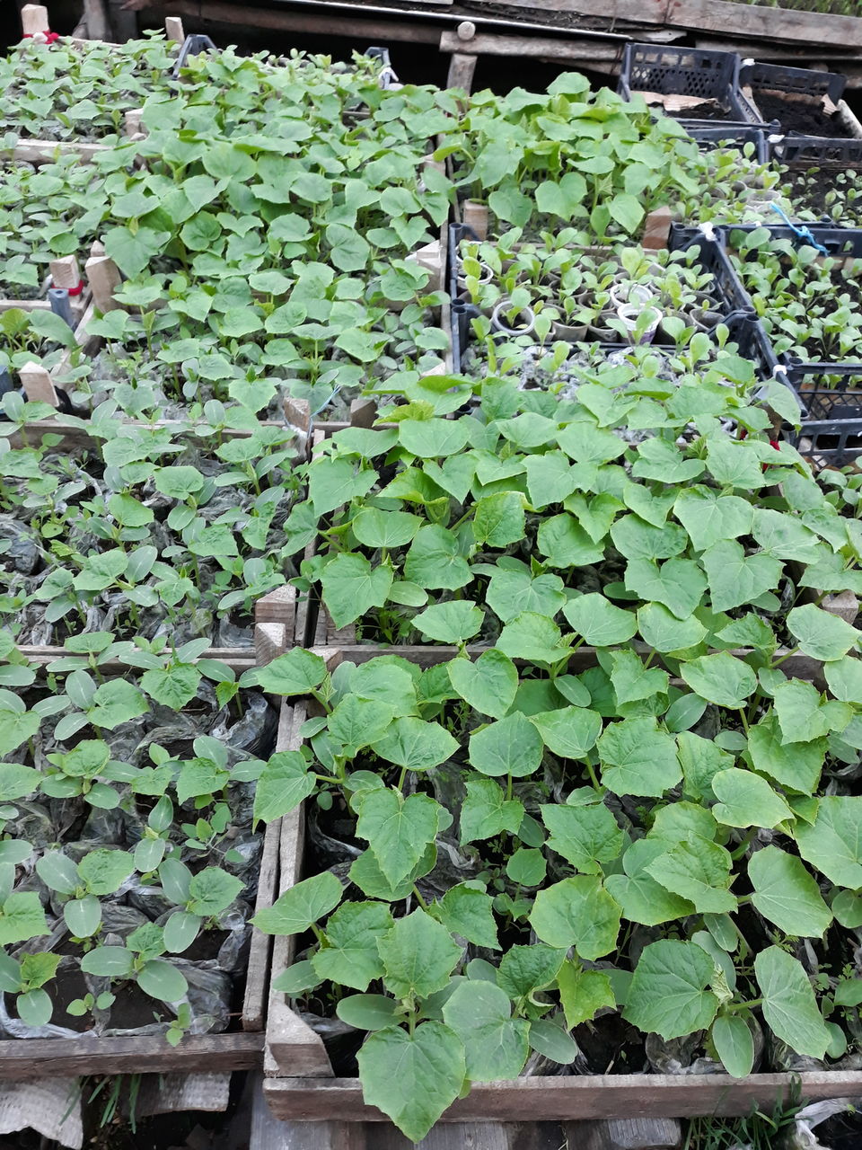 Rasad de rosii si castraveti