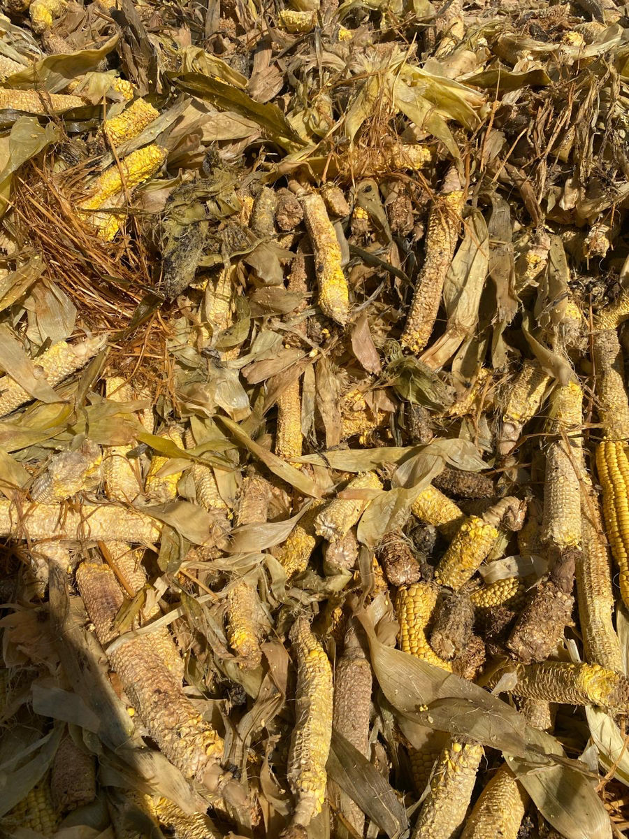 Siloz împreună cu ciocălău pentru animale
