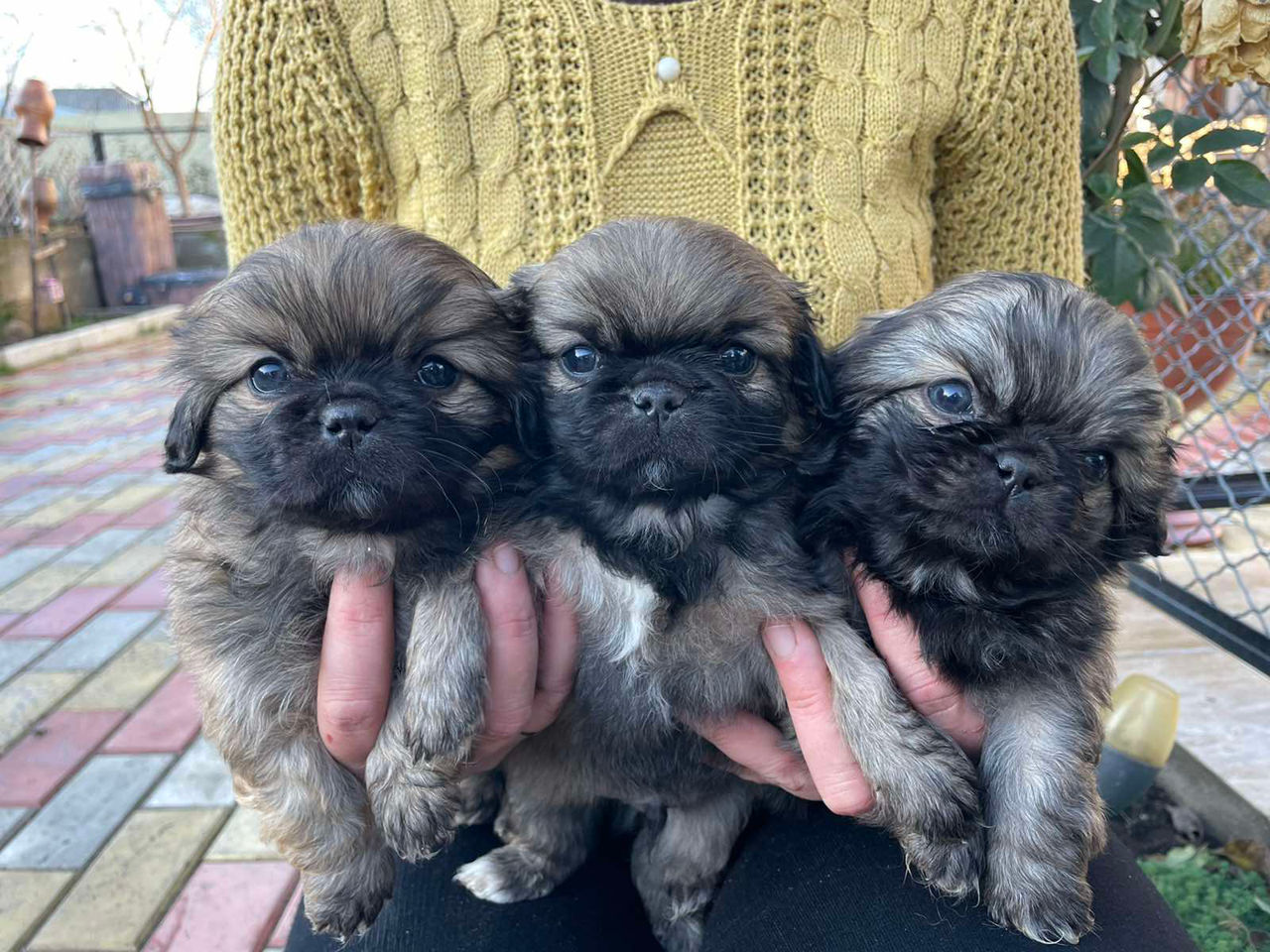 Vând cățeluși pekinez imperial