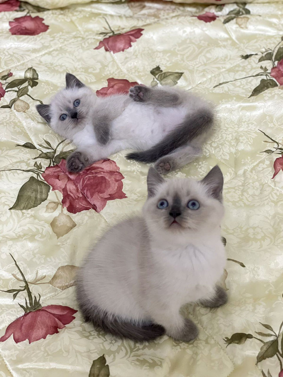 Scottish Blu-Point Show Class