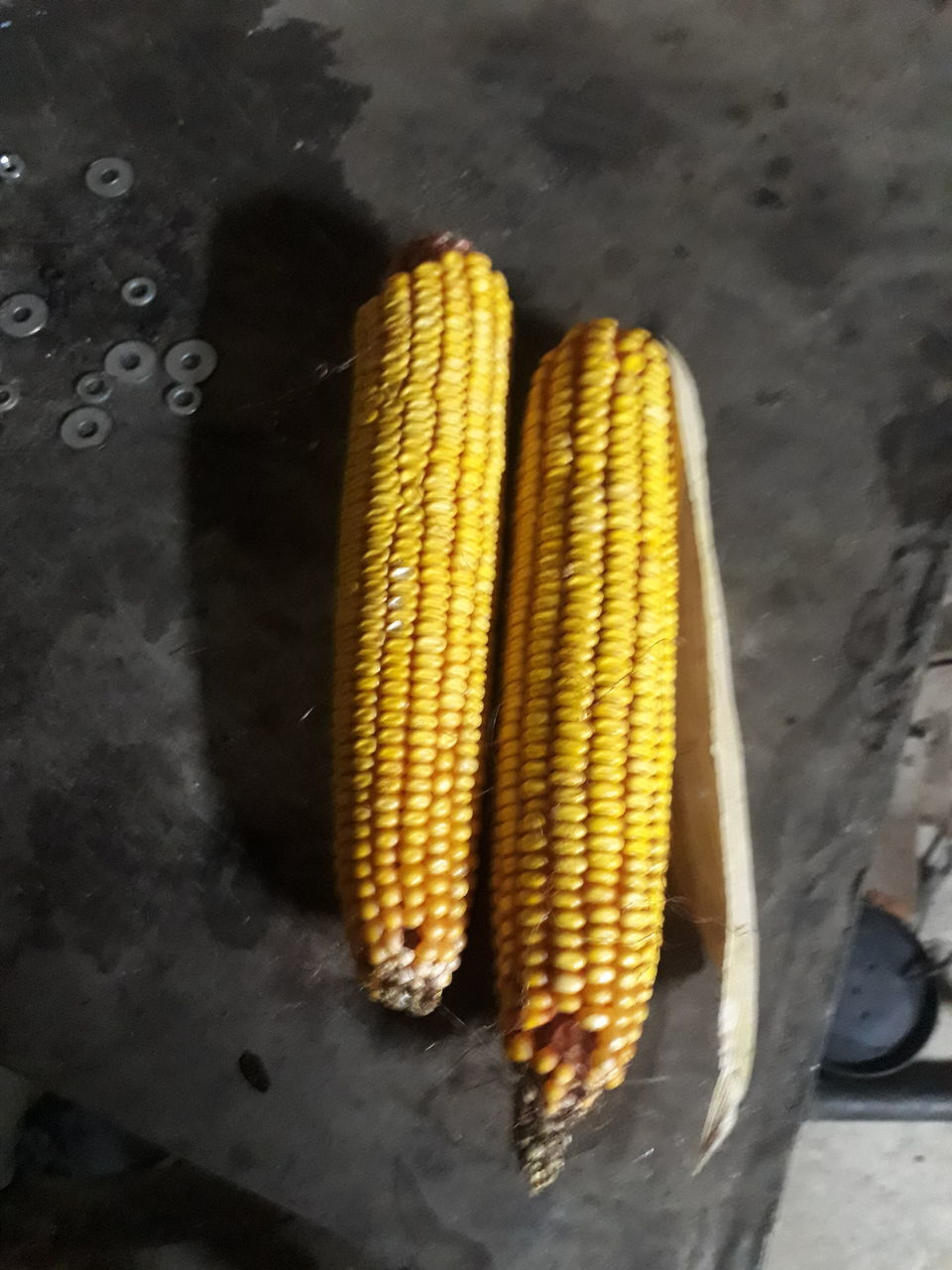 Vind porumb stiulete 2 lei kg sau schimb pe albine