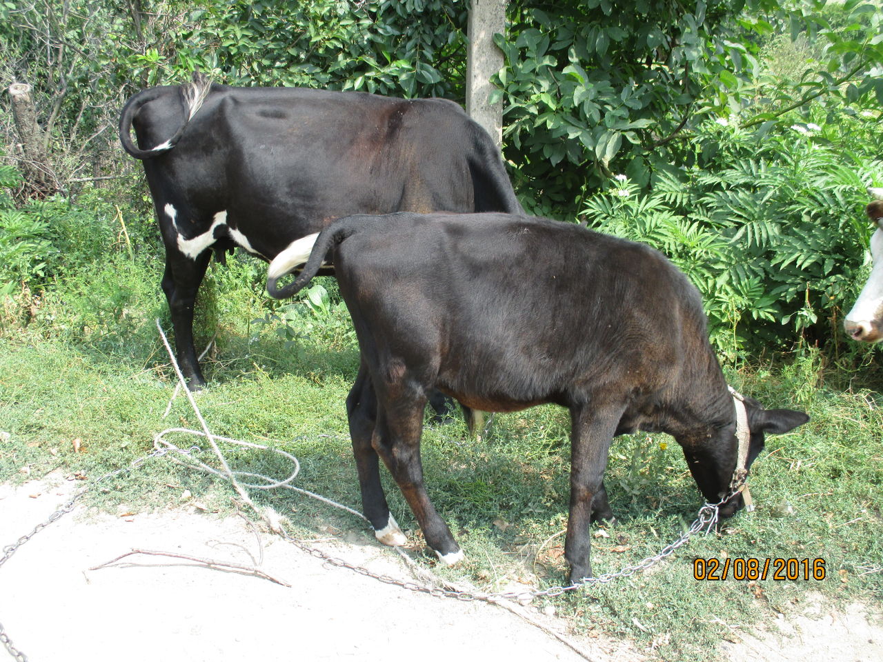 Vind 2 vaci cu vitei/vițică