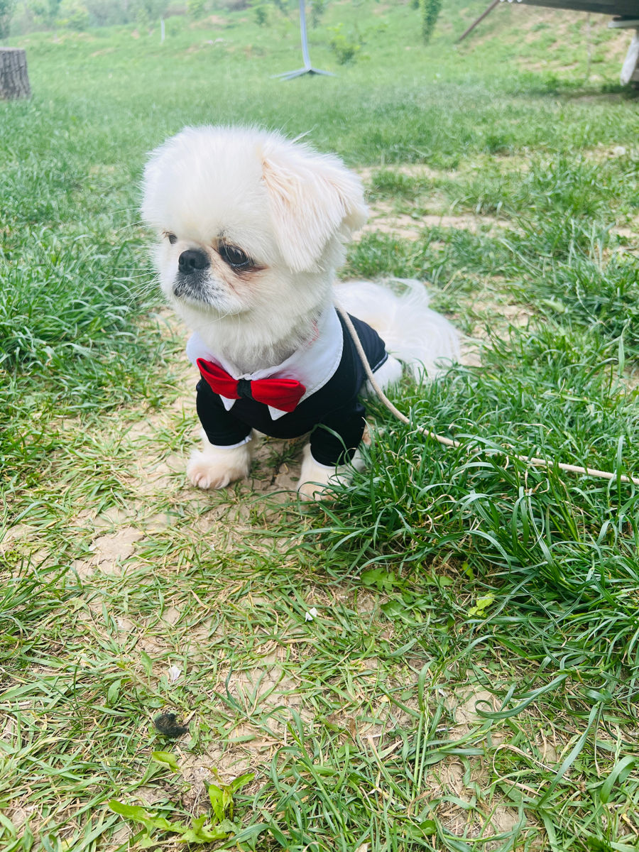 Mini pechinez alb!!!