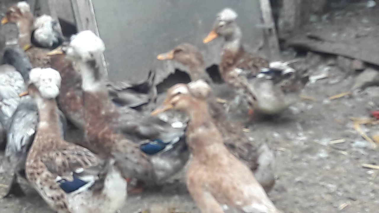 vand rate cu mot pronuntat de rasa baschirscaia hohlataia 3+1