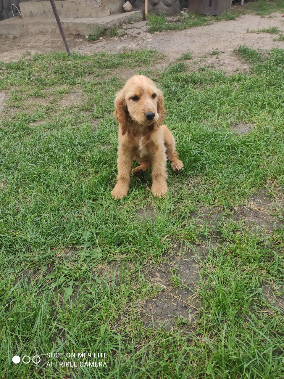 Vind cateiii de rasa pura