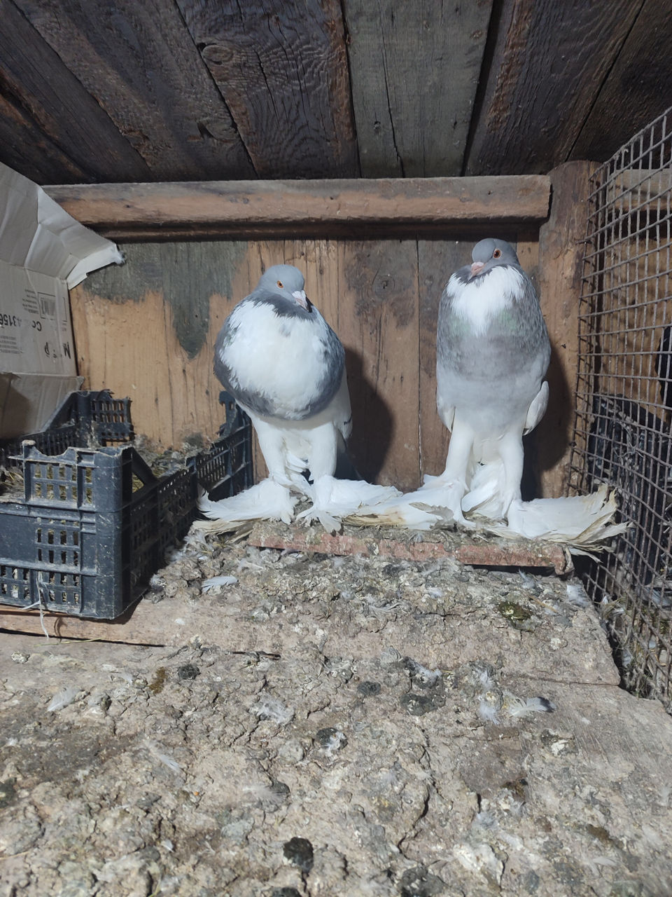 Vind porumbei gusati (pomeranii, cehi) si gulerati de padure