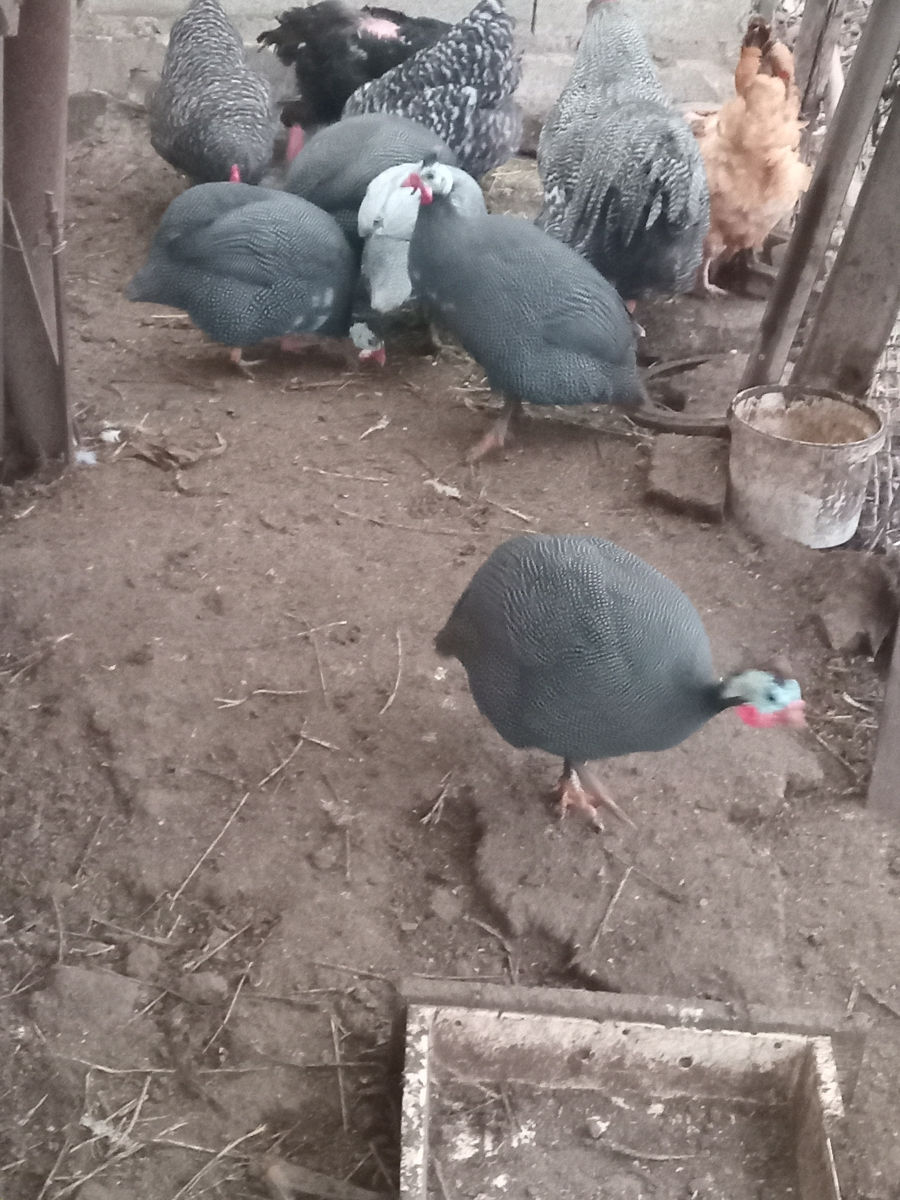 Цесарки самцы mascul