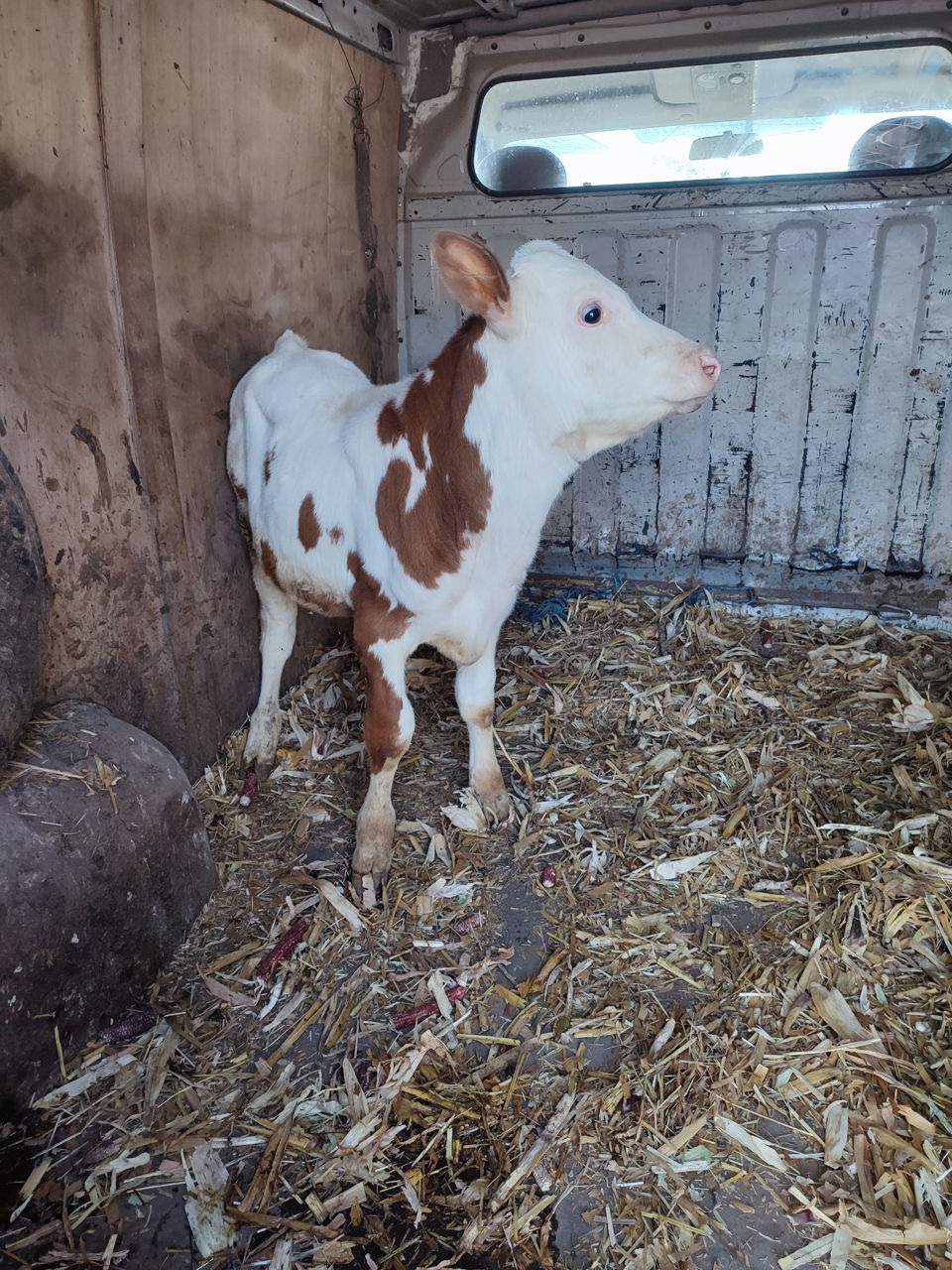 Urgent vind doi buhăieși la crestere