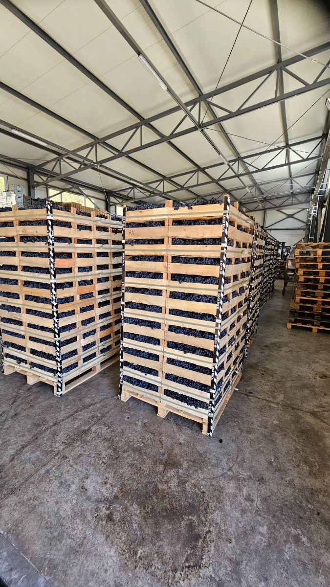 Vindem struguri Moldova 9 lei/kg