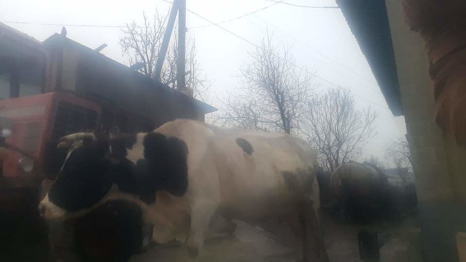 Vind vaca mulgătoare