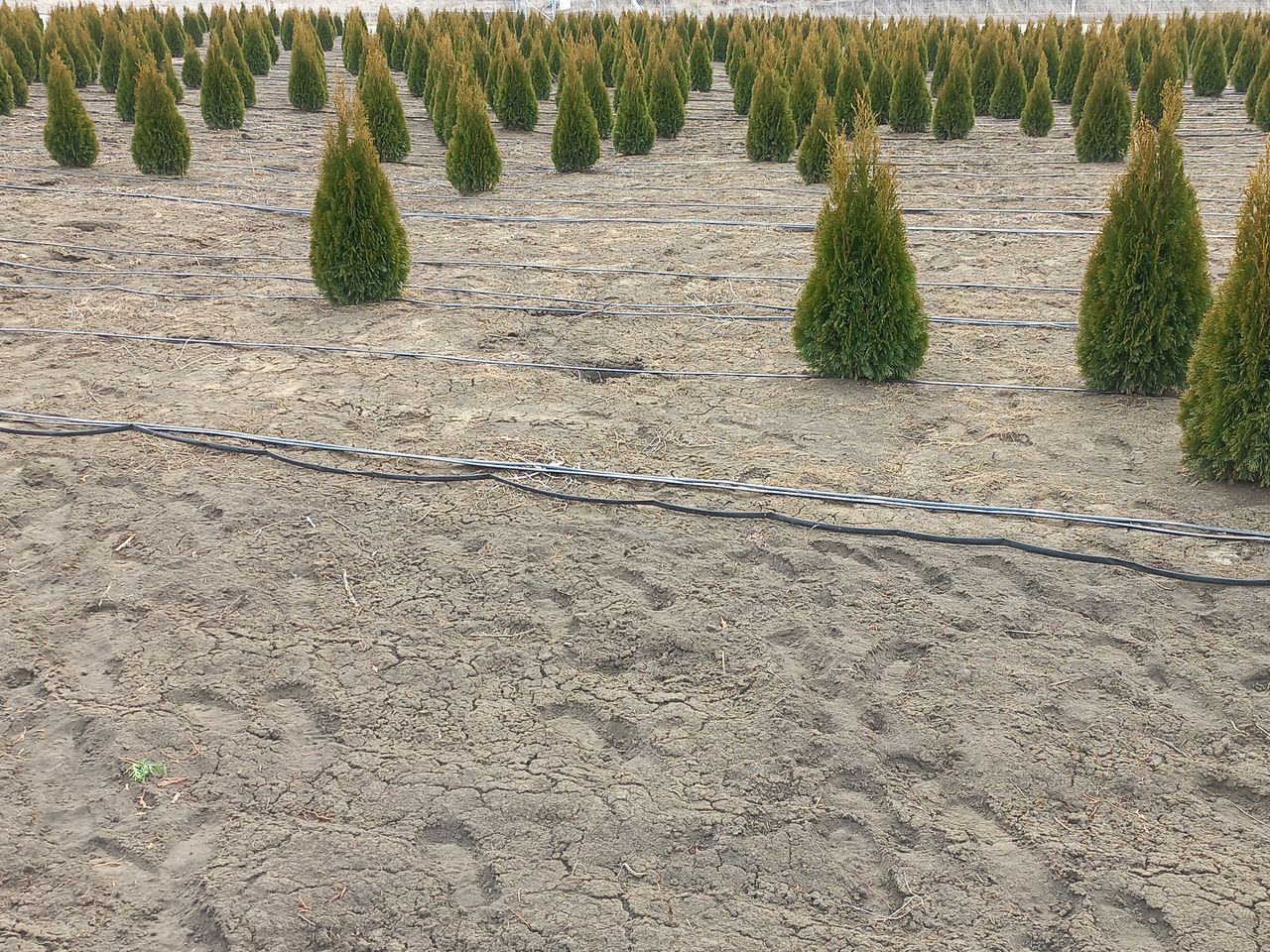 Туя tuia kiparis leylanda