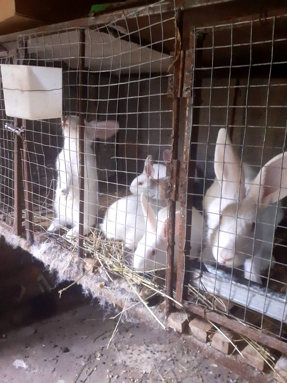 Vînd iepuri am iepuroaice si iepuroi buni de sămînță