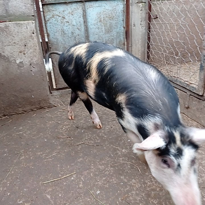 Vind purcica in jur la 30kg.