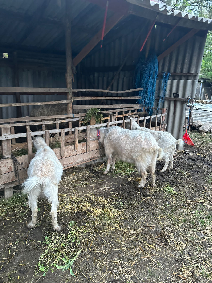 Vind Capre cu lapte și cu edite