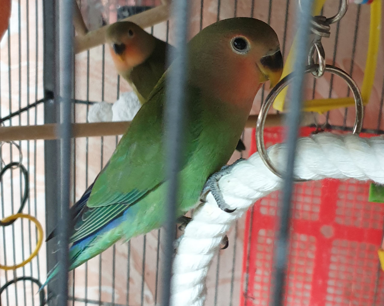 Vind papagali Amorezi (pui)crescuți in condiții de casa