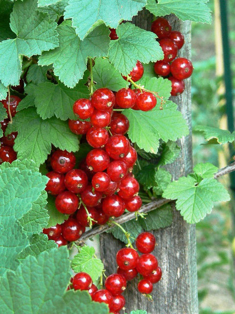 Coacaza neagra,rosie,agris roz ,negrul