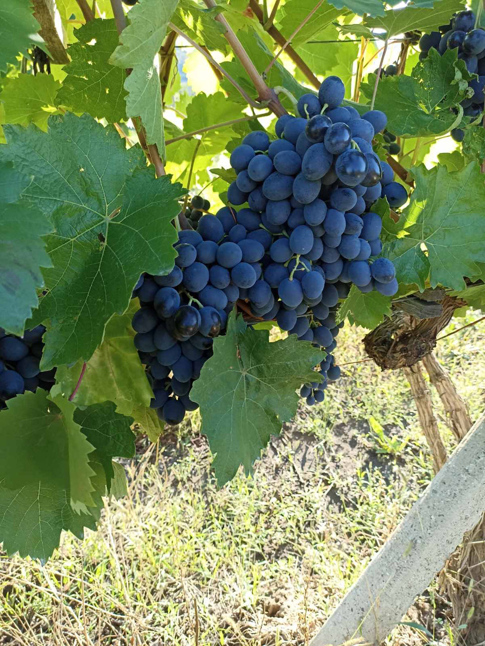 Vindem struguri Moldova foarte dulci