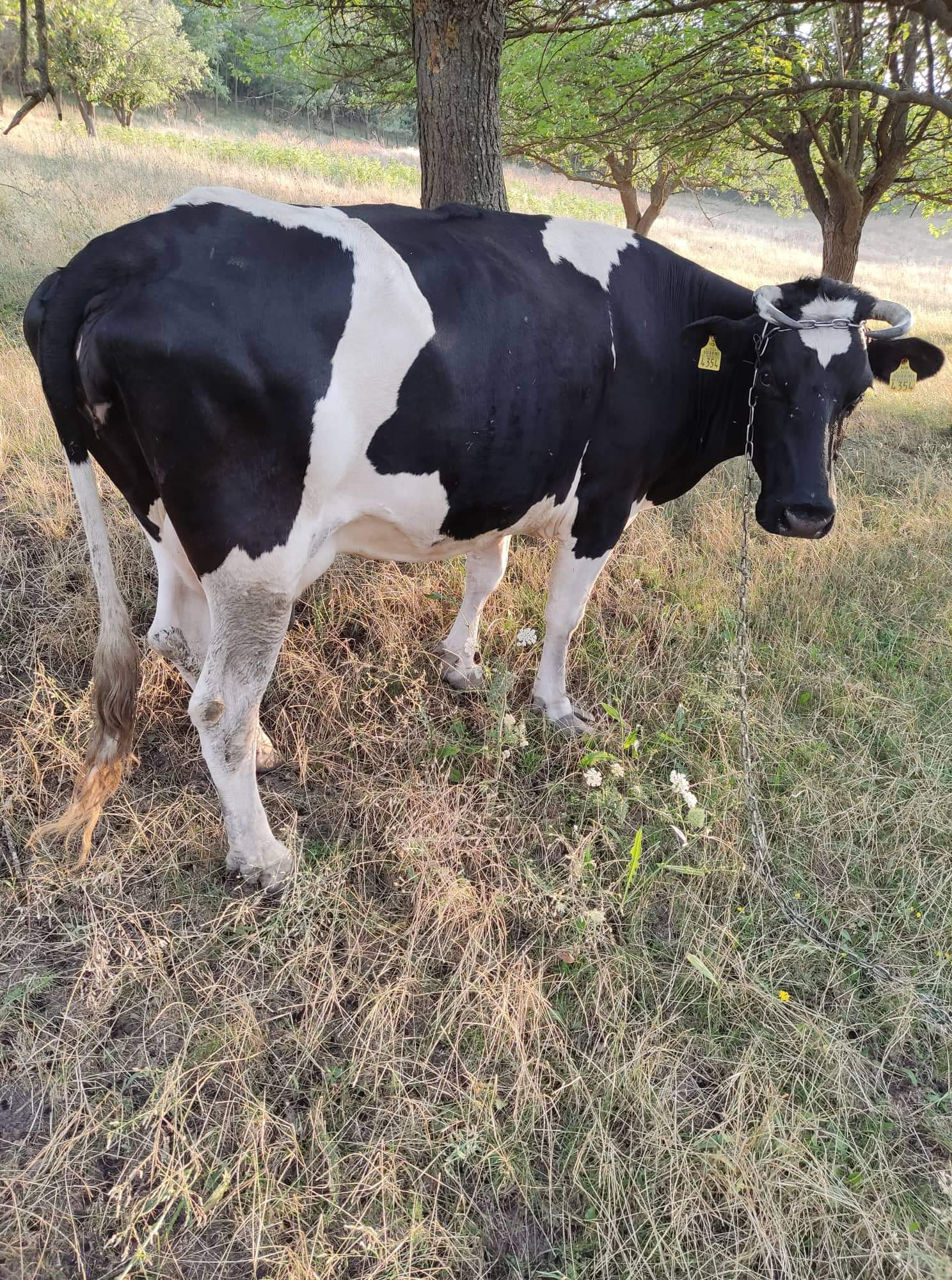 Vind o vaca buna de lapte