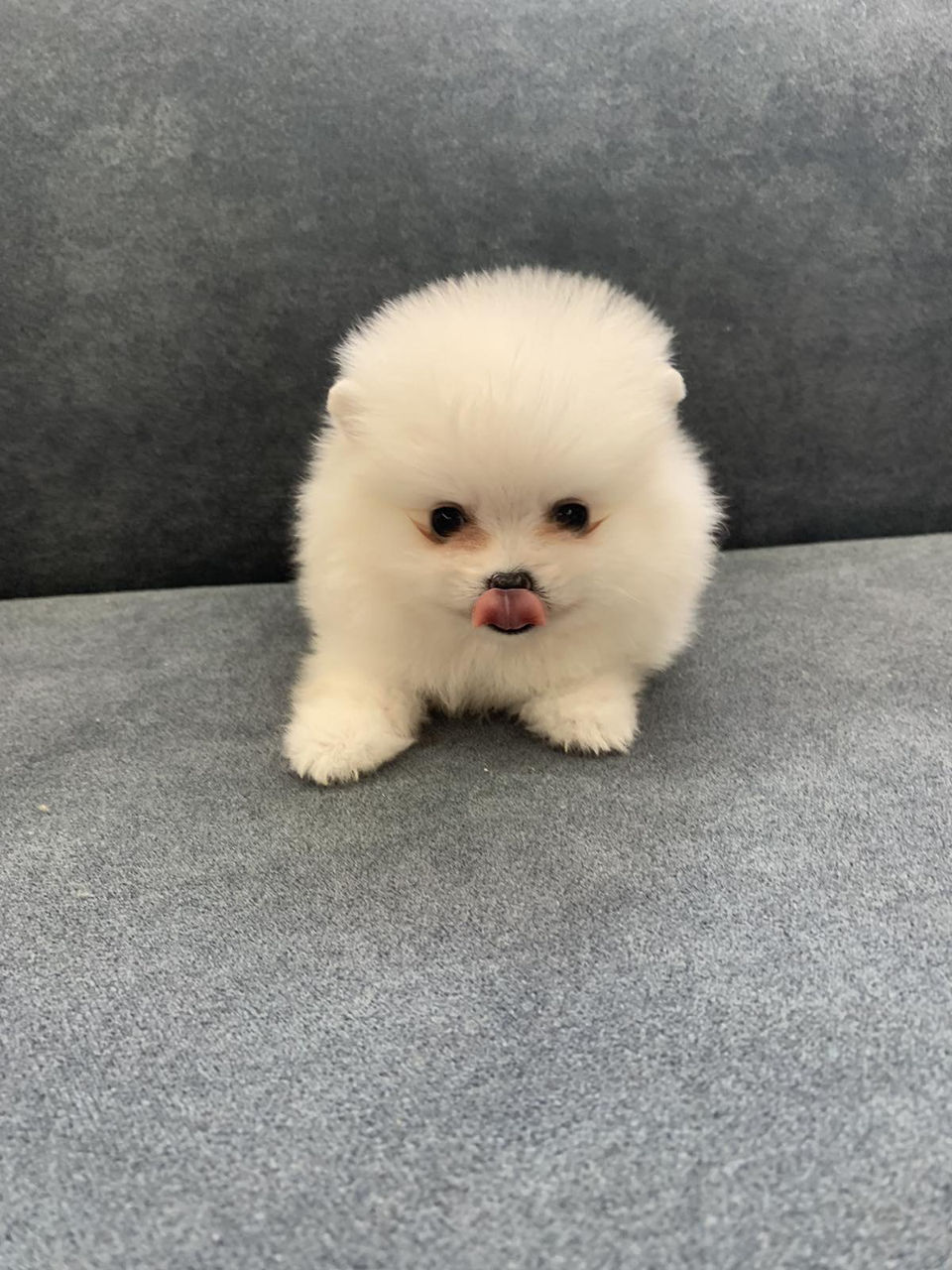 Spitz Pomeranian mini